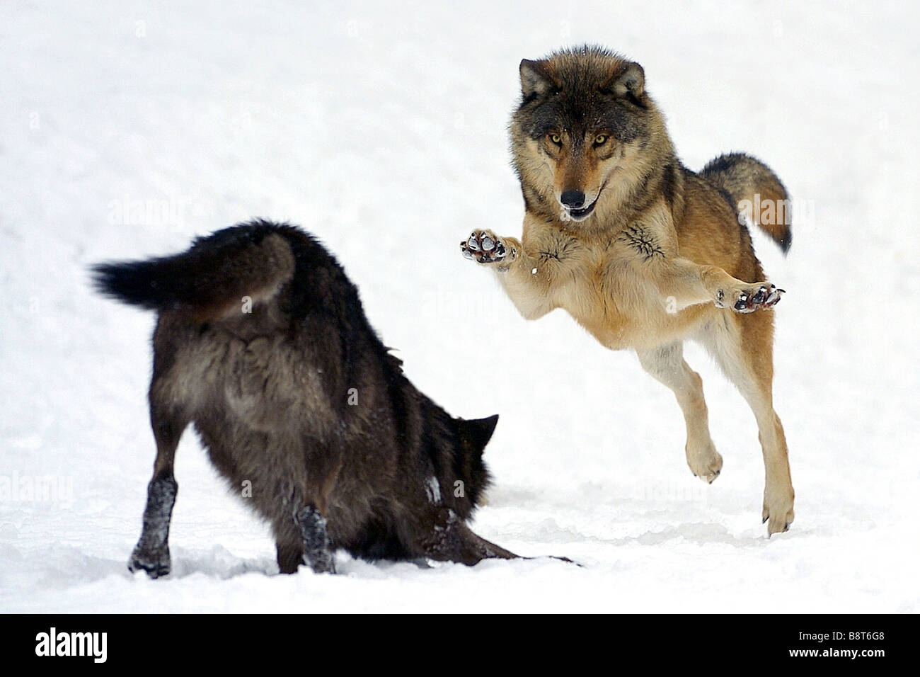 Two wolves fight hierarchy in -Fotos und -Bildmaterial in hoher ...