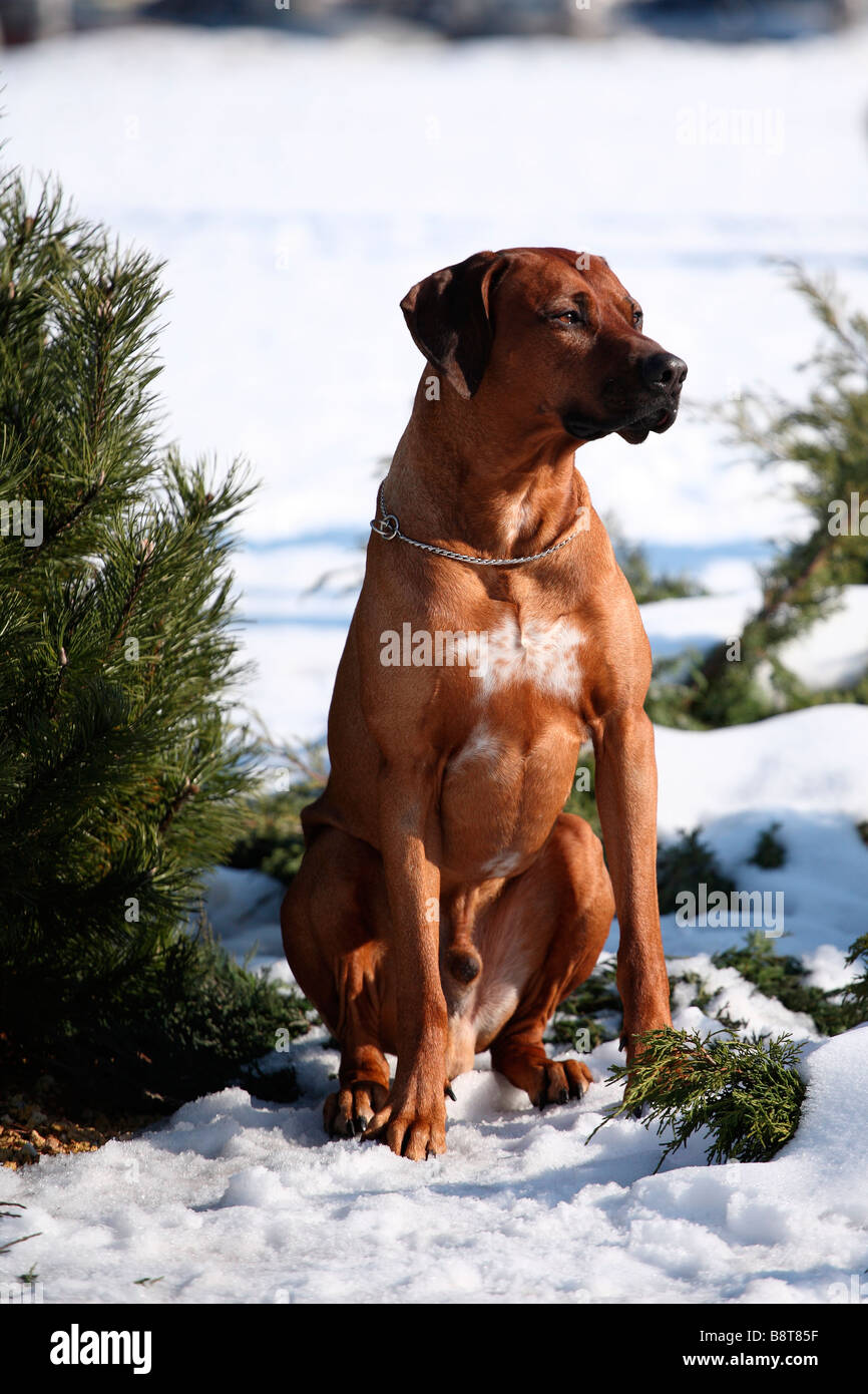Rhodesian ridgeback coat -Fotos und -Bildmaterial in hoher Auflösung ...