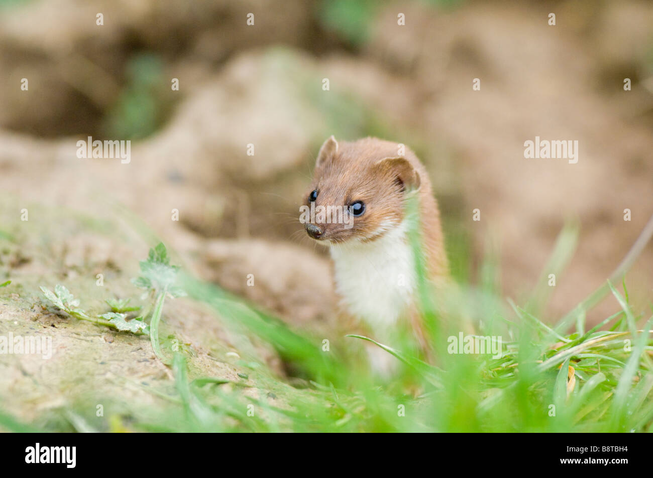 Wiesel fell -Fotos und -Bildmaterial in hoher Auflösung – Alamy