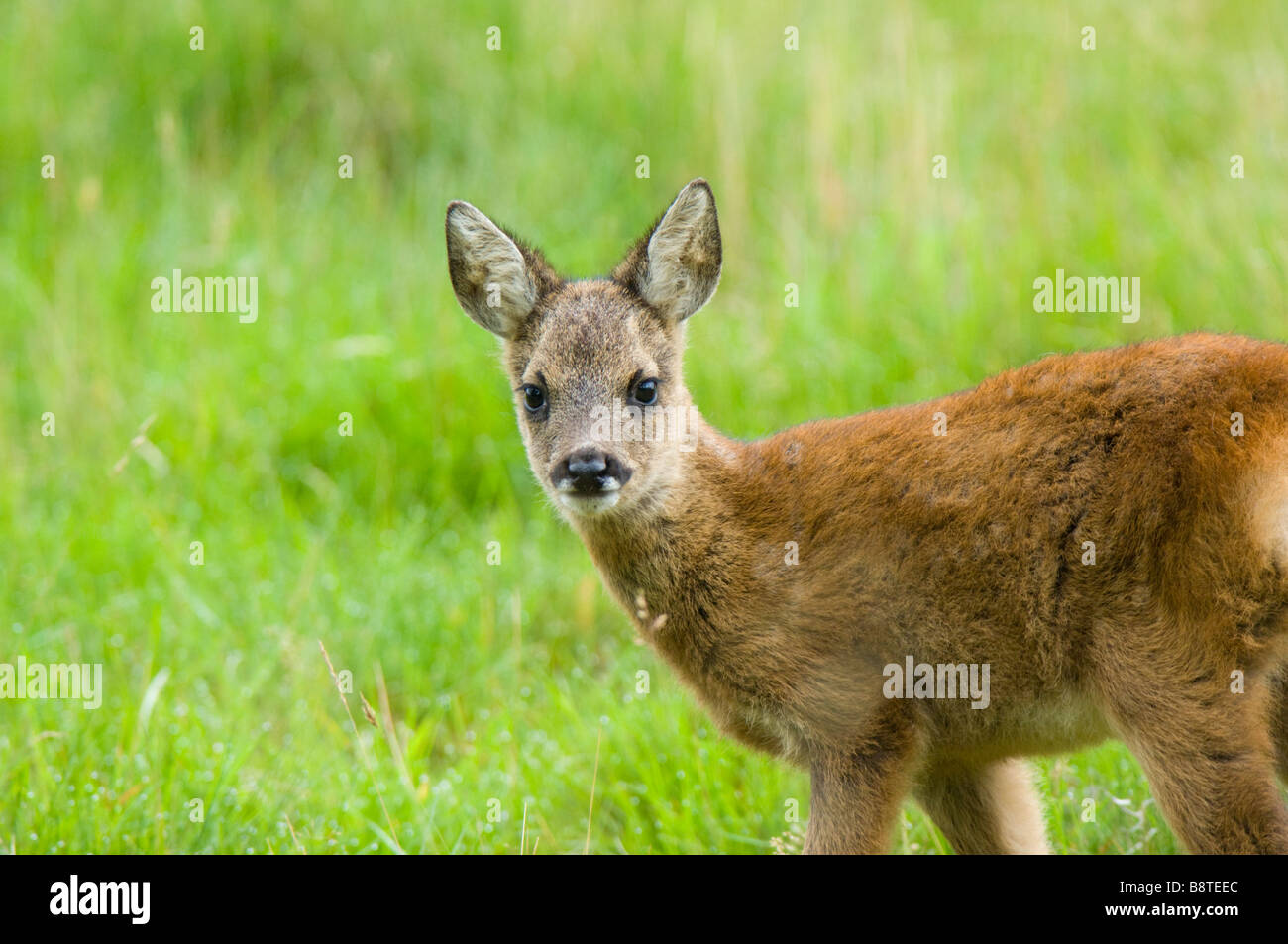 Rehe, Capreolus Capreolus, ein junger oder Fawn etwa 3 Monate alt ...