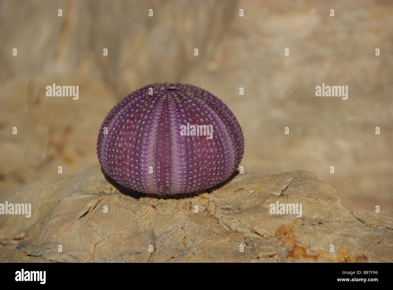 Lila seeigel skelett -Fotos und -Bildmaterial in hoher Auflösung – Alamy