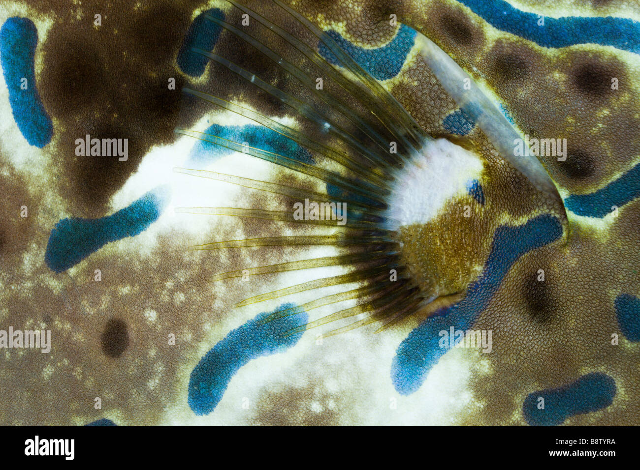 Kritzelte feilenfische -Fotos und -Bildmaterial in hoher Auflösung – Alamy