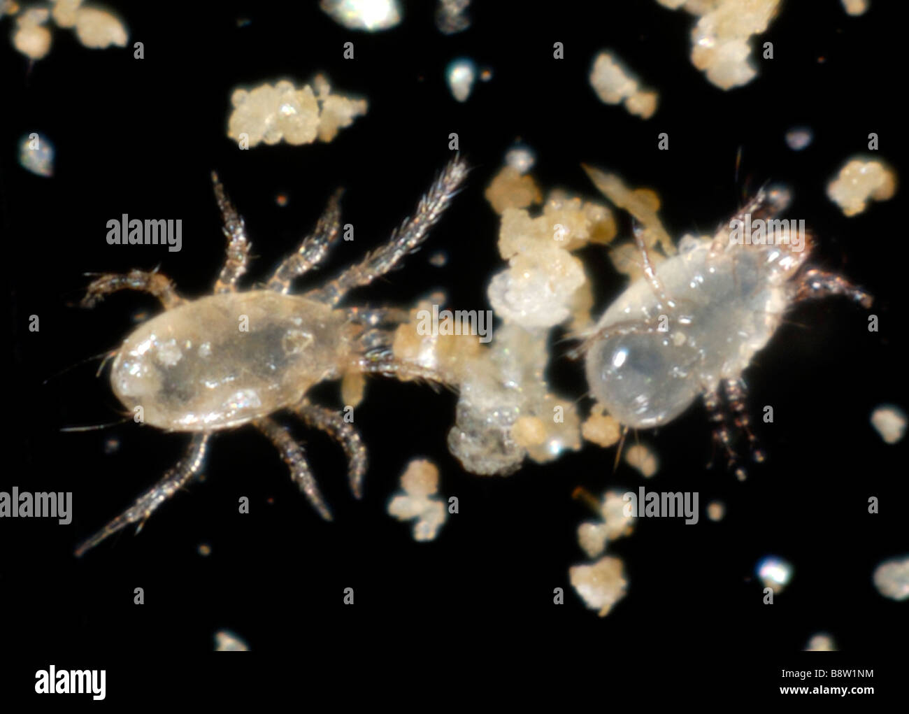 Predatory mite amblyseius andersoni -Fotos und -Bildmaterial in hoher ...