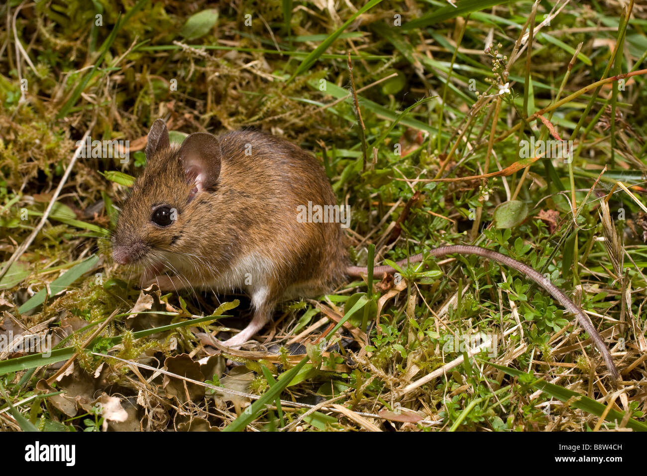 Apodemus sylvaticus -Fotos und -Bildmaterial in hoher Auflösung – Alamy