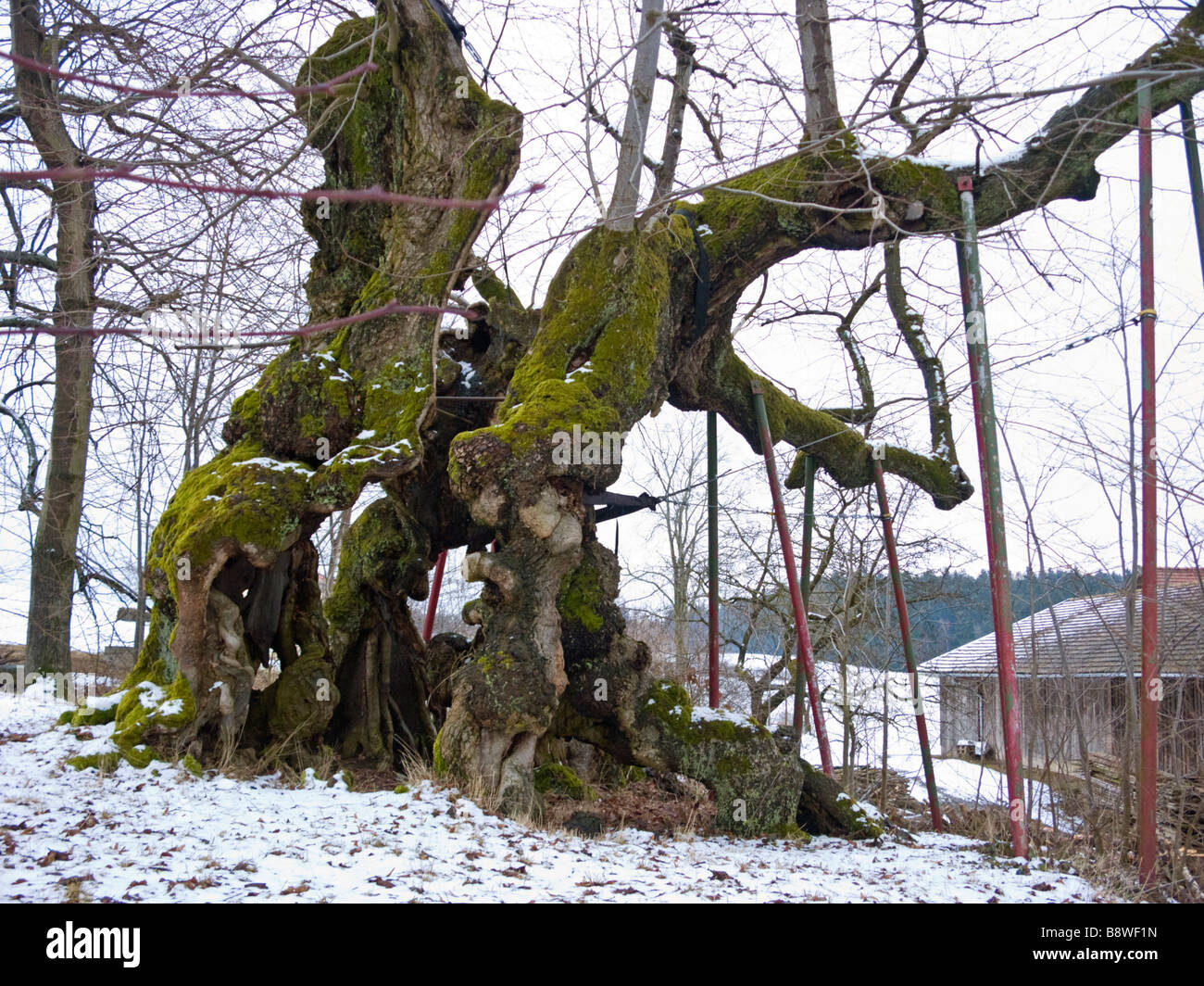im Alter von Naturdenkmal alte Lime Tree Linde ältesten und Stromgest ...