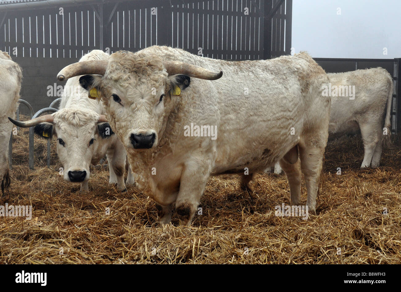 Bull breeds -Fotos und -Bildmaterial in hoher Auflösung – Alamy
