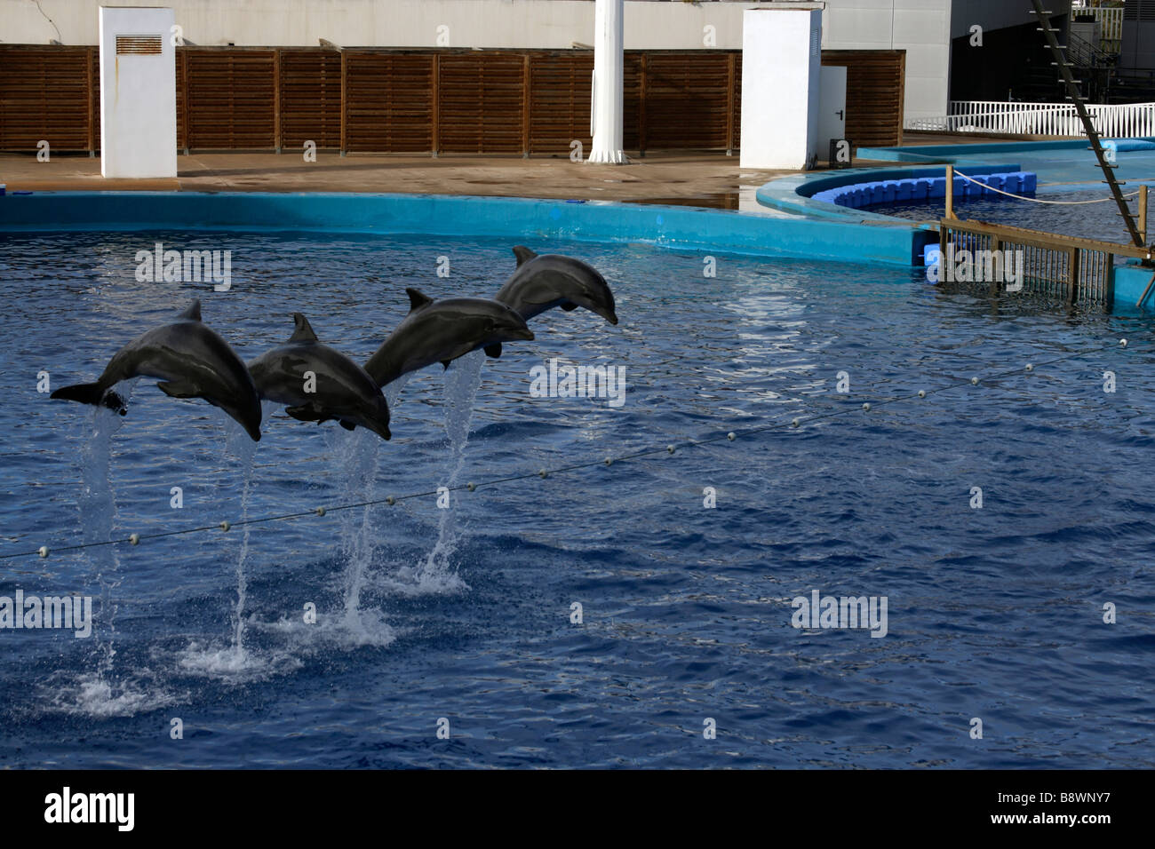 Tanzende delfine -Fotos und -Bildmaterial in hoher Auflösung – Alamy