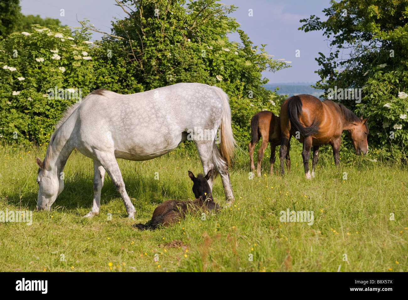 Die Fohlen Stockfotos und -bilder Kaufen - Alamy