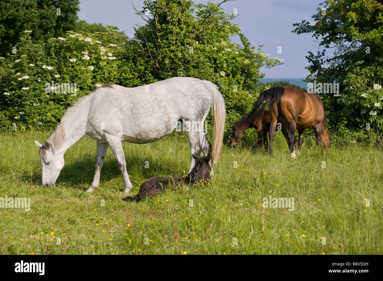 Pferde fohlen -Fotos und -Bildmaterial in hoher Auflösung – Alamy
