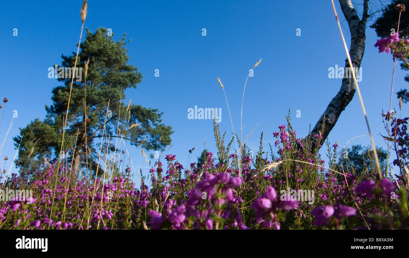 Leuchtend rote heide -Fotos und -Bildmaterial in hoher Auflösung – Alamy