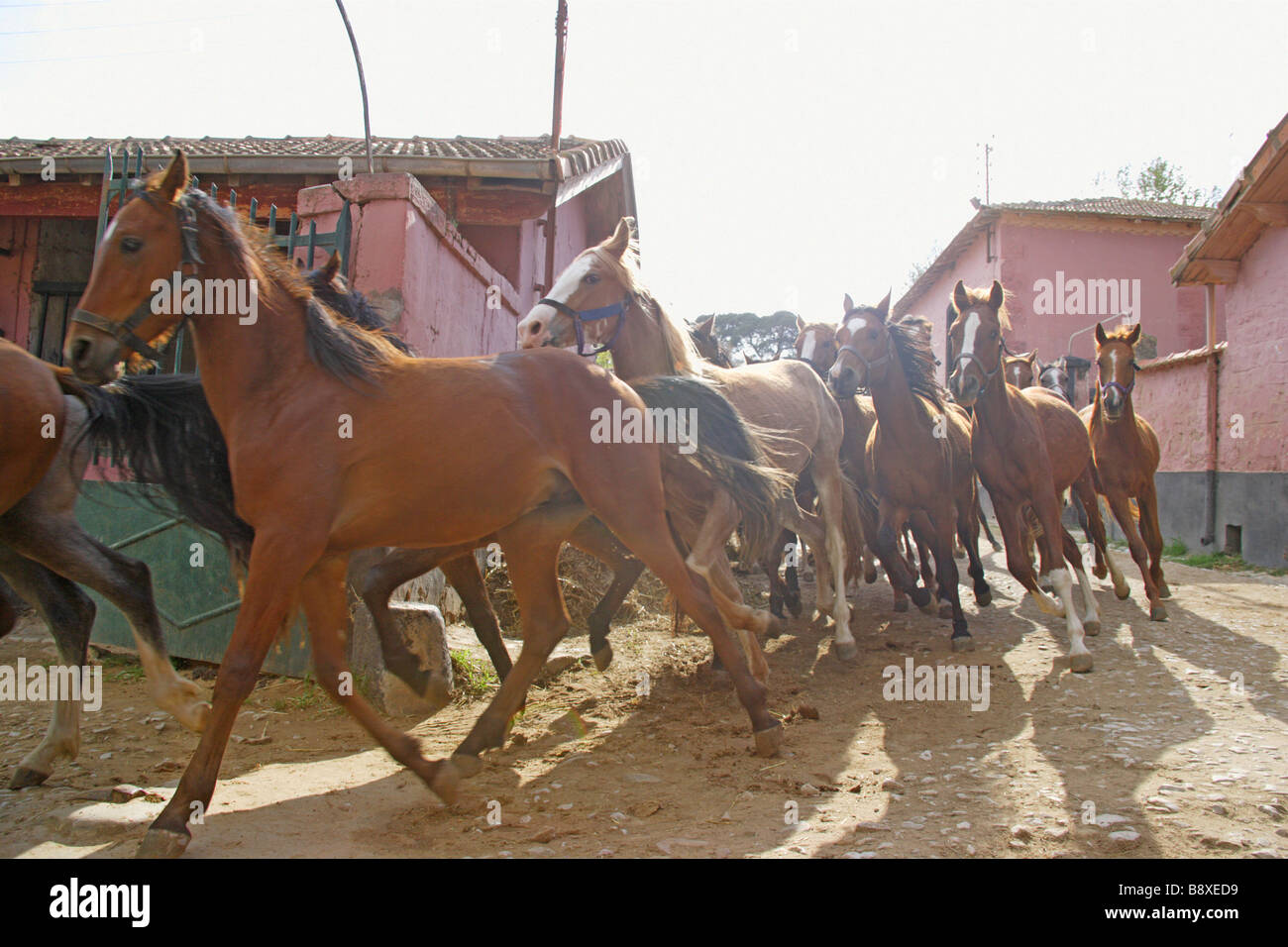 Araber berber pferd -Fotos und -Bildmaterial in hoher Auflösung – Alamy