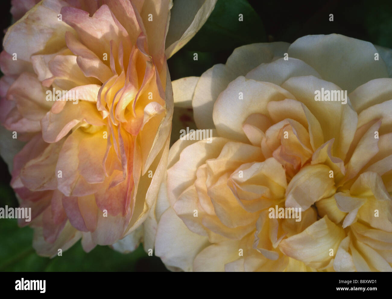 Desprez a fleur jaune -Fotos und -Bildmaterial in hoher Auflösung – Alamy