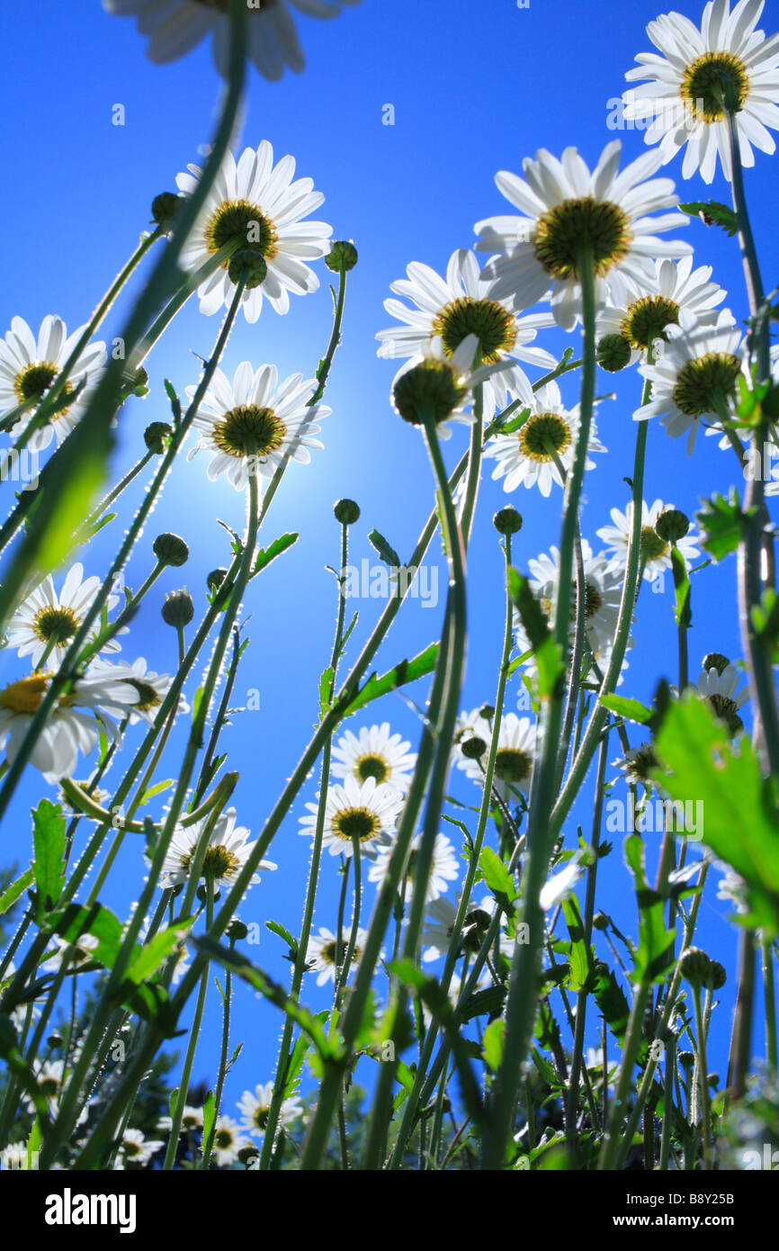 Oxeye daisy blume nahaufnahme -Fotos und -Bildmaterial in hoher ...