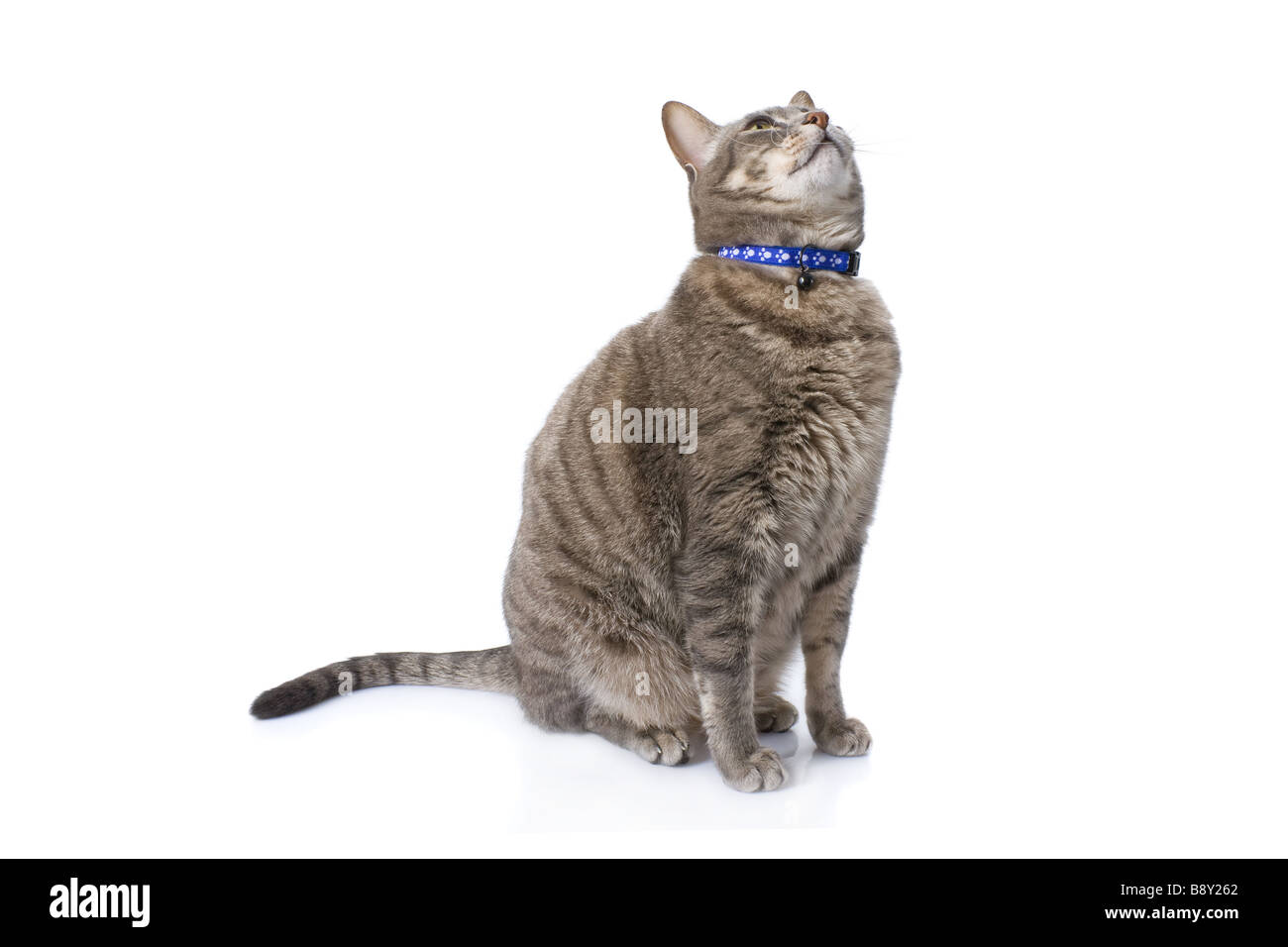 Katze sitzen -Fotos und -Bildmaterial in hoher Auflösung – Alamy