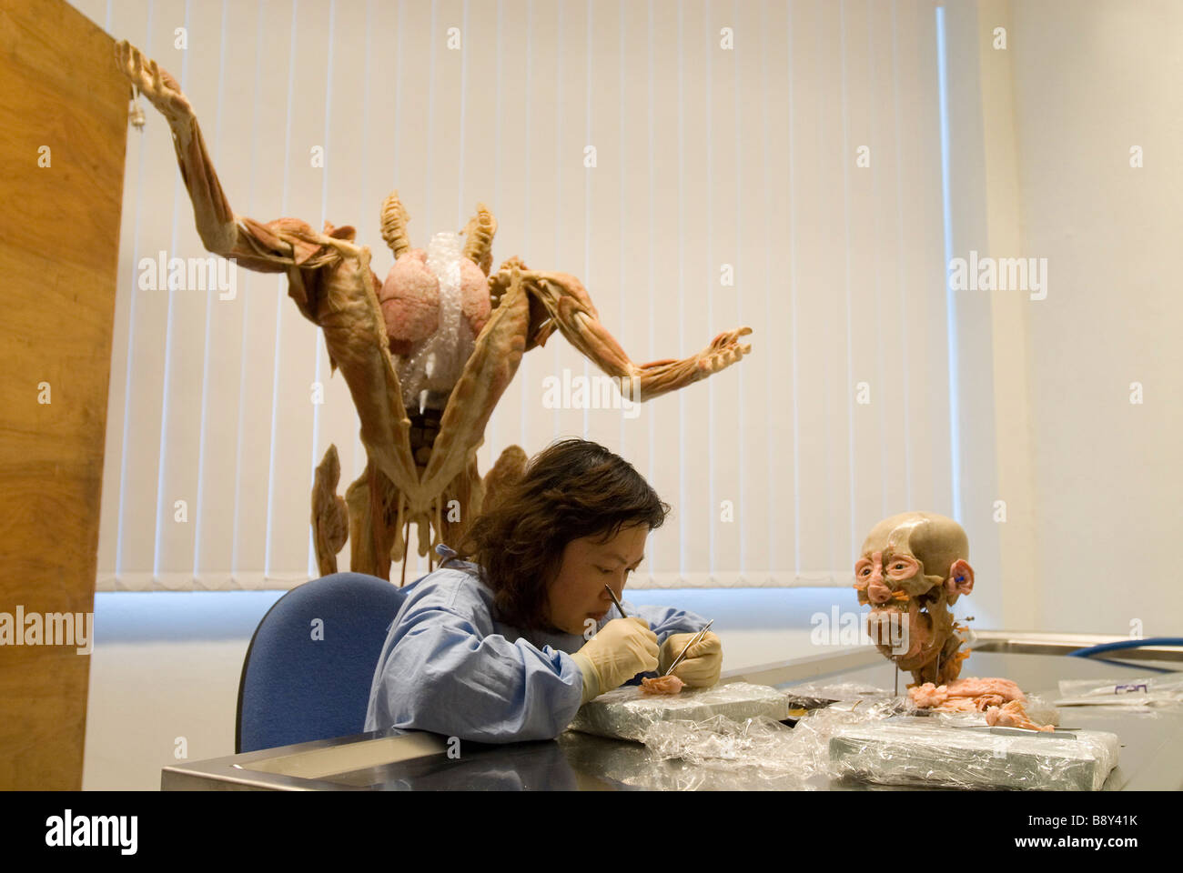 Gunther von Hagens Plastinarium in Guben, Deutschland Stockfotografie ...