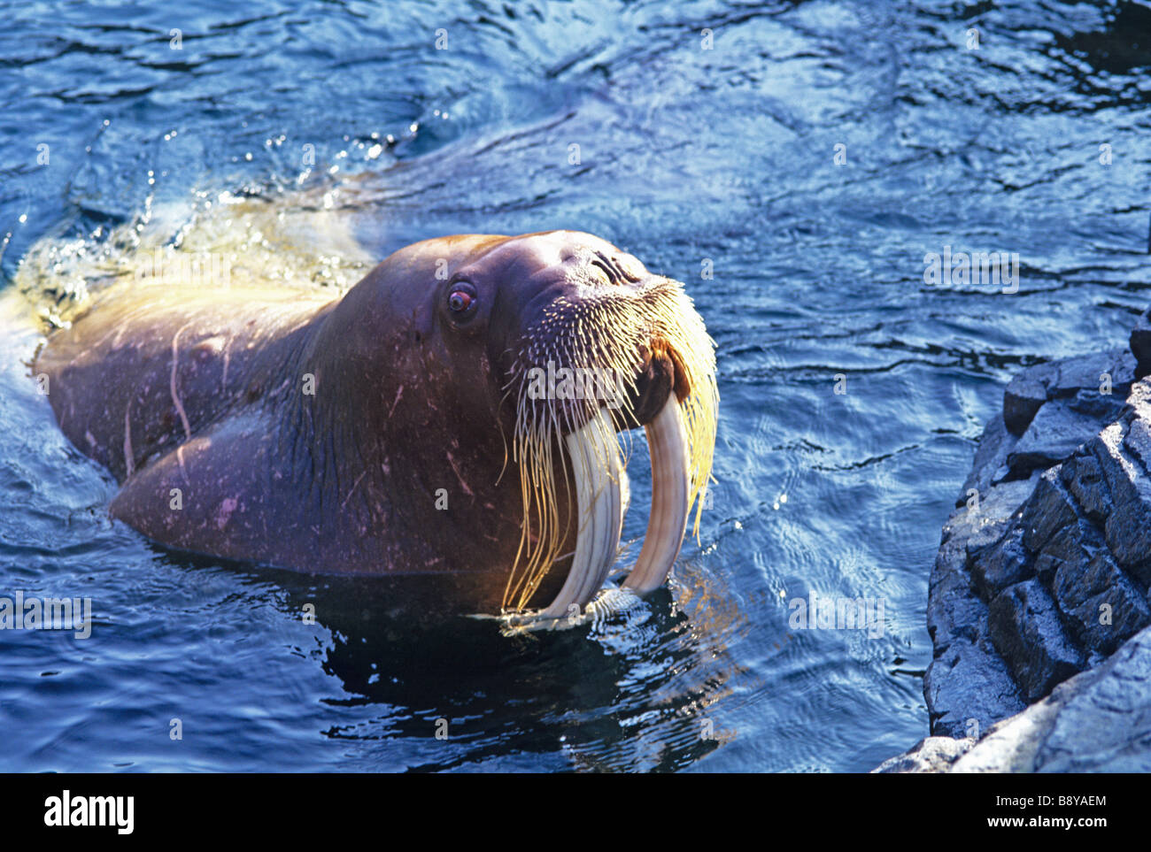 Rotbrauner bart -Fotos und -Bildmaterial in hoher Auflösung – Alamy