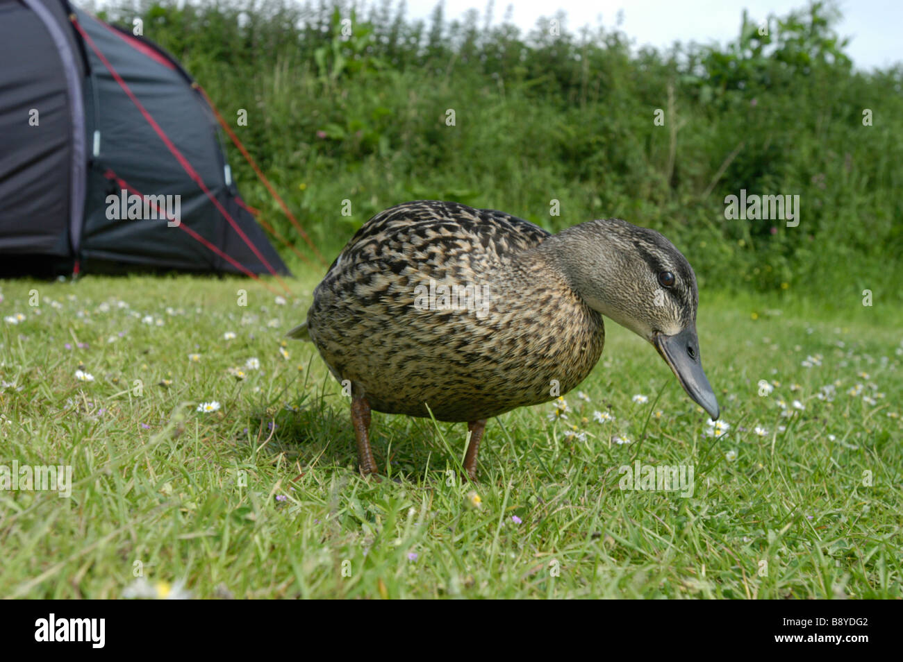 Campingplatz tierwelt -Fotos und -Bildmaterial in hoher Auflösung – Alamy