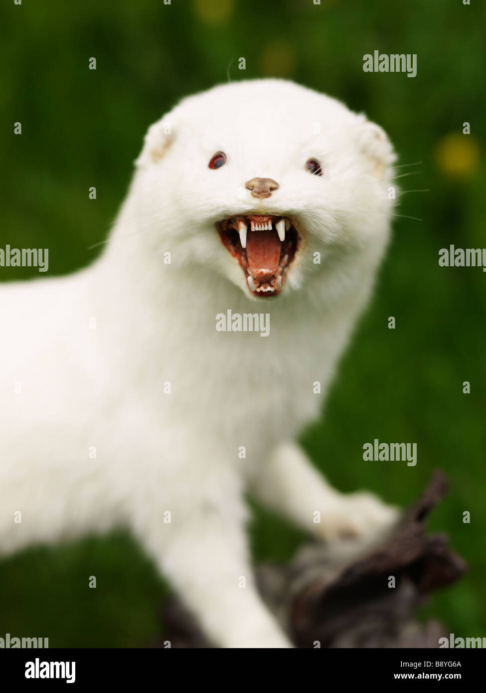 L r t white -Fotos und -Bildmaterial in hoher Auflösung – Alamy