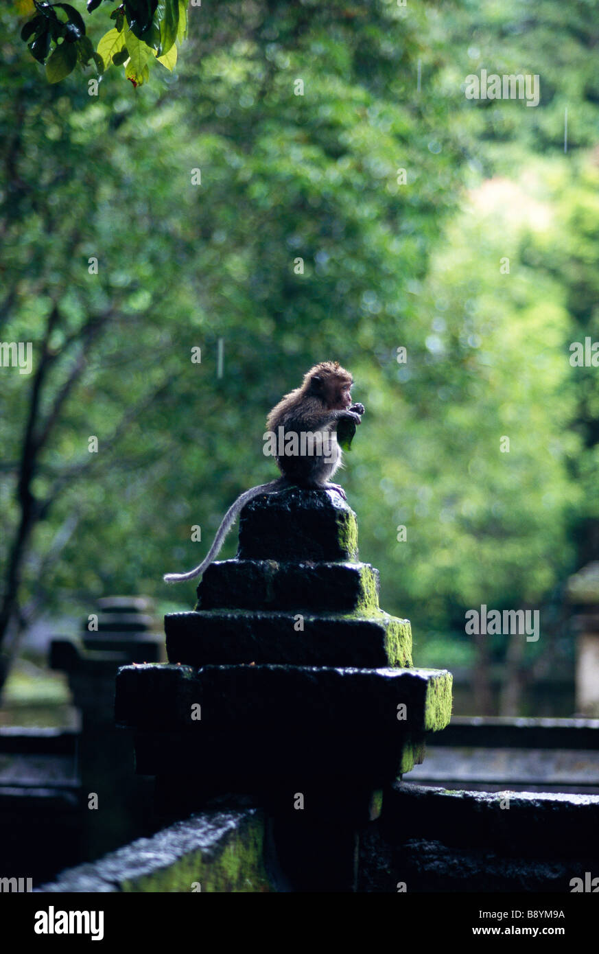 Ein sitzender affe -Fotos und -Bildmaterial in hoher Auflösung – Alamy