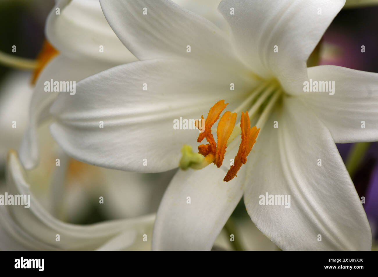 Lilium candidum planting -Fotos und -Bildmaterial in hoher Auflösung – Alamy