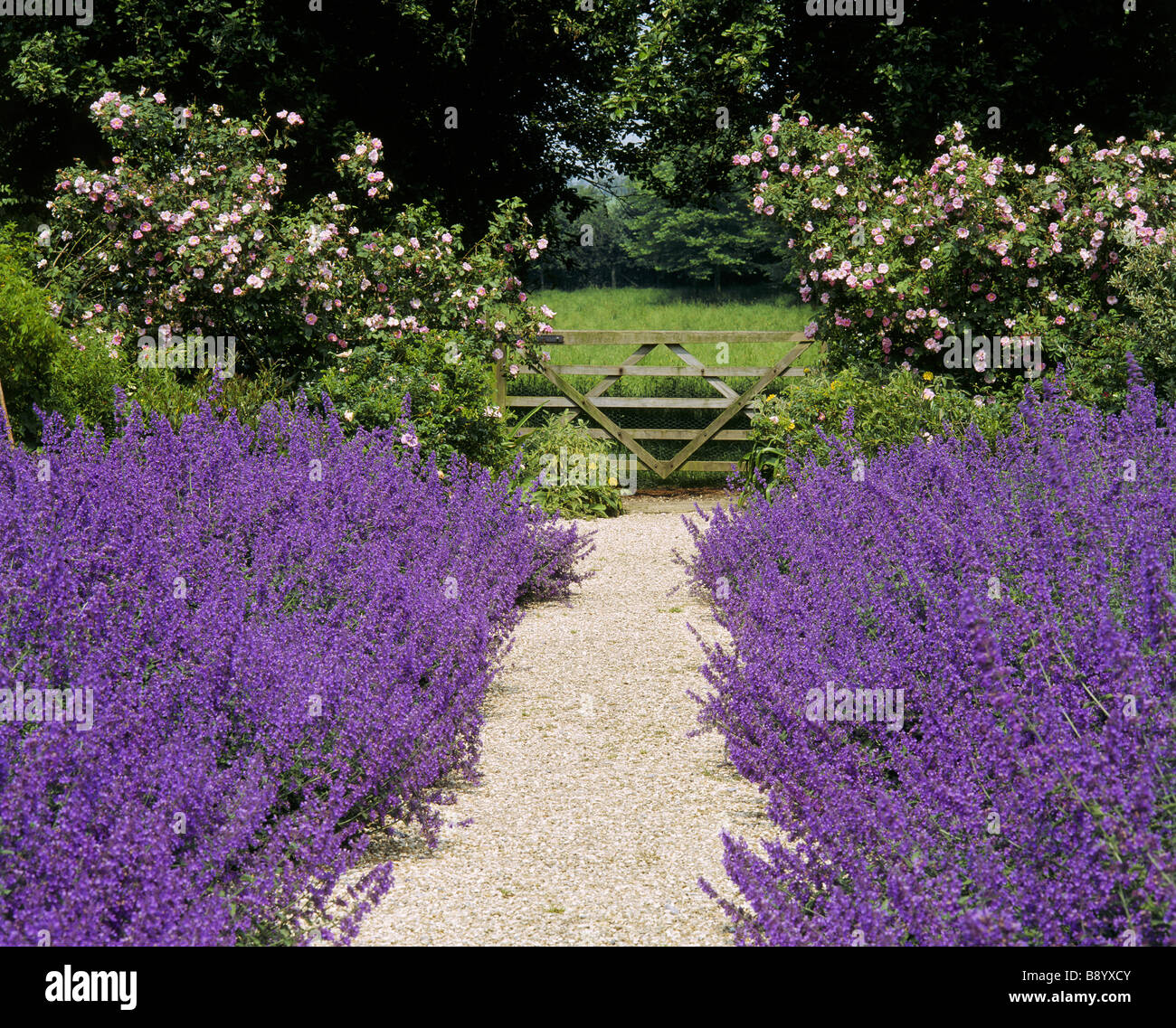 Catmint roses -Fotos und -Bildmaterial in hoher Auflösung – Alamy