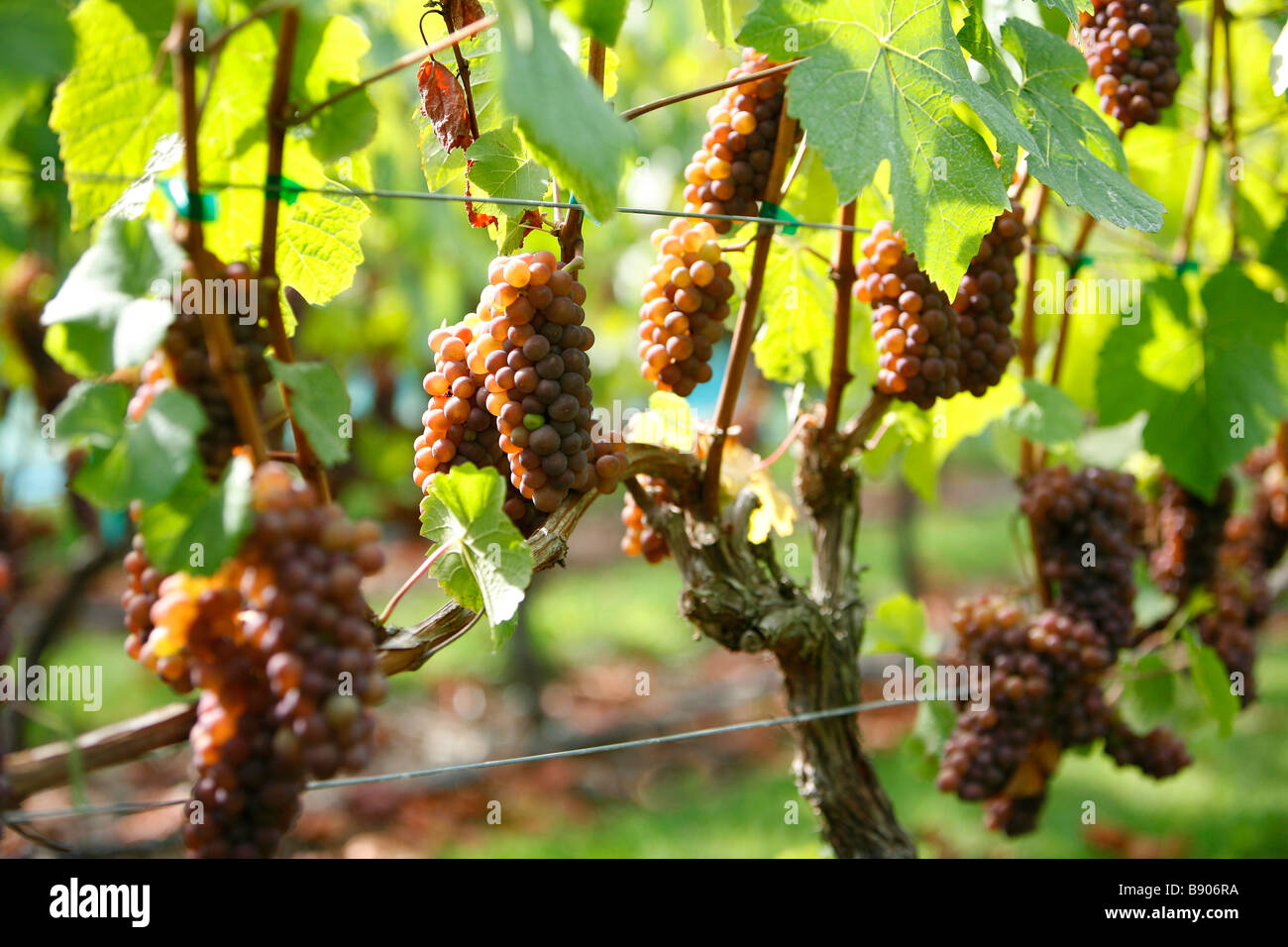 Rote Trauben wachsen in einem Weinberg auf Vancouver Island, British ...