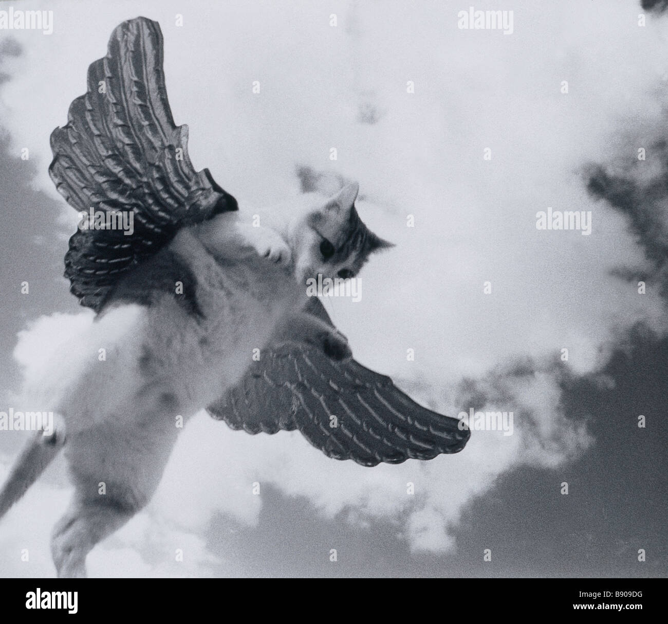 FL0607, RothRamberg; Fliegende Katze Stockfotografie - Alamy