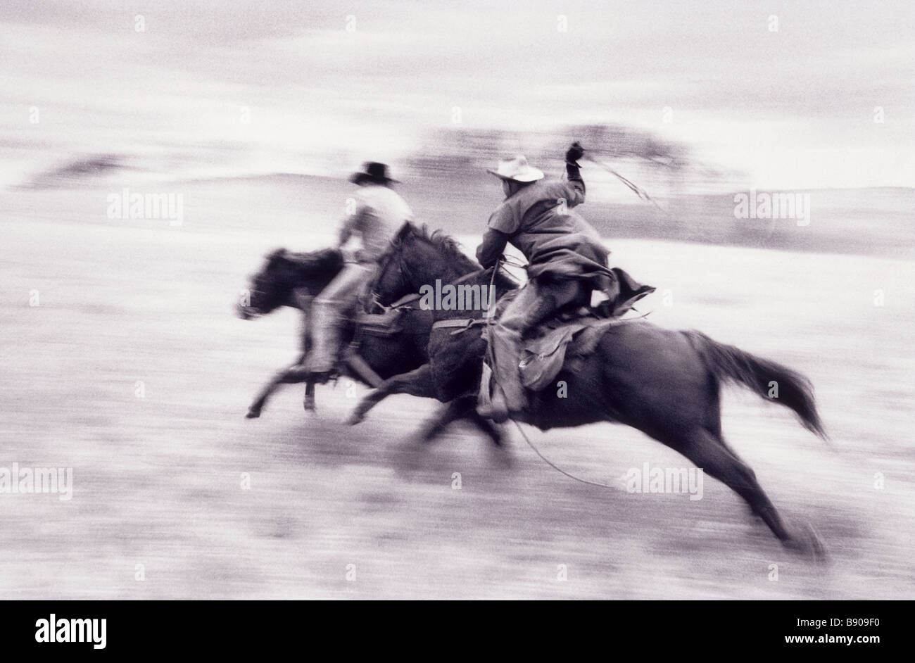 Cowboy Chasing Cow Stockfotos und -bilder Kaufen - Alamy