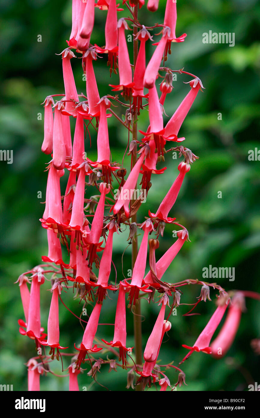 Phygelius x rectus -Fotos und -Bildmaterial in hoher Auflösung – Alamy