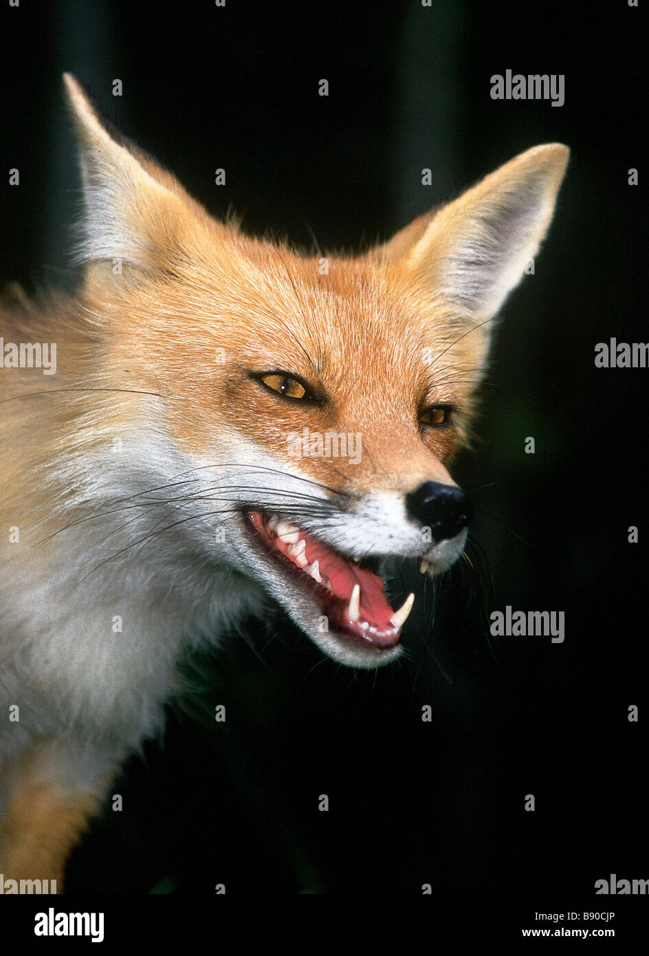 Lachender fuchs -Fotos und -Bildmaterial in hoher Auflösung – Alamy