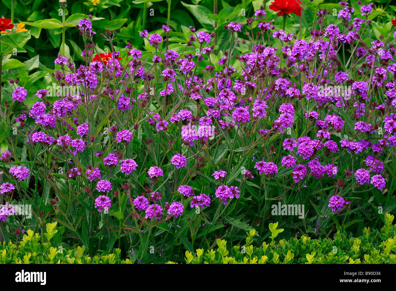 Verbena rigida -Fotos und -Bildmaterial in hoher Auflösung – Alamy