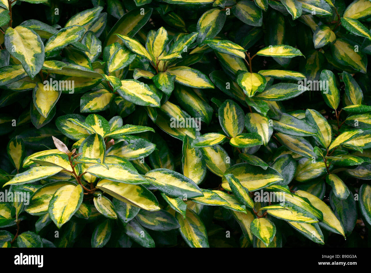 Elaeagnus pungens maculata -Fotos und -Bildmaterial in hoher Auflösung ...