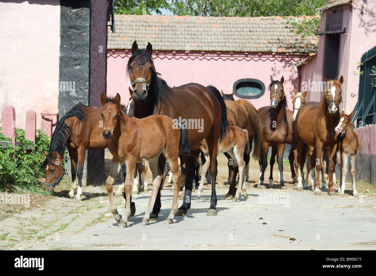 Stehendes pferd verschiedene tiere -Fotos und -Bildmaterial in hoher ...