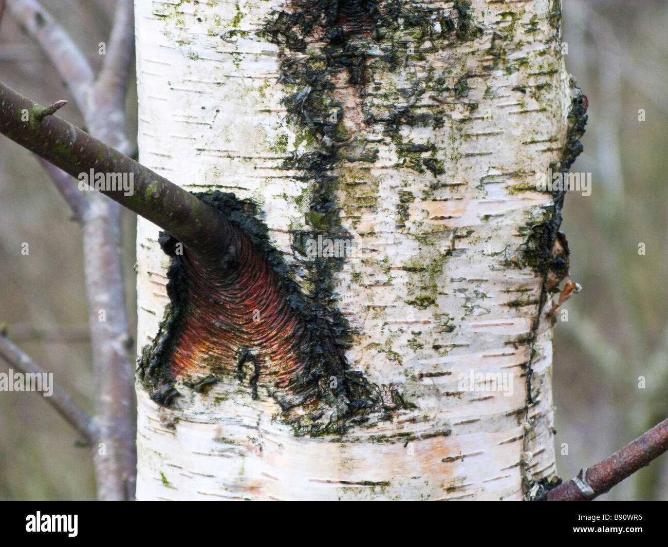 Betula rinde baum -Fotos und -Bildmaterial in hoher Auflösung – Alamy