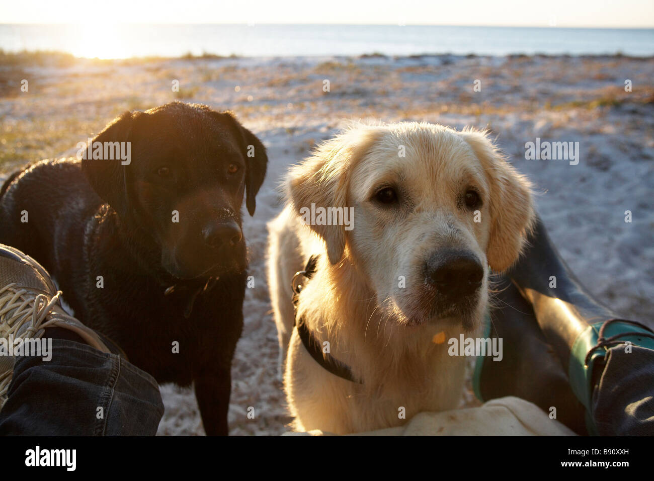 Menschen und hunde am strand -Fotos und -Bildmaterial in hoher ...