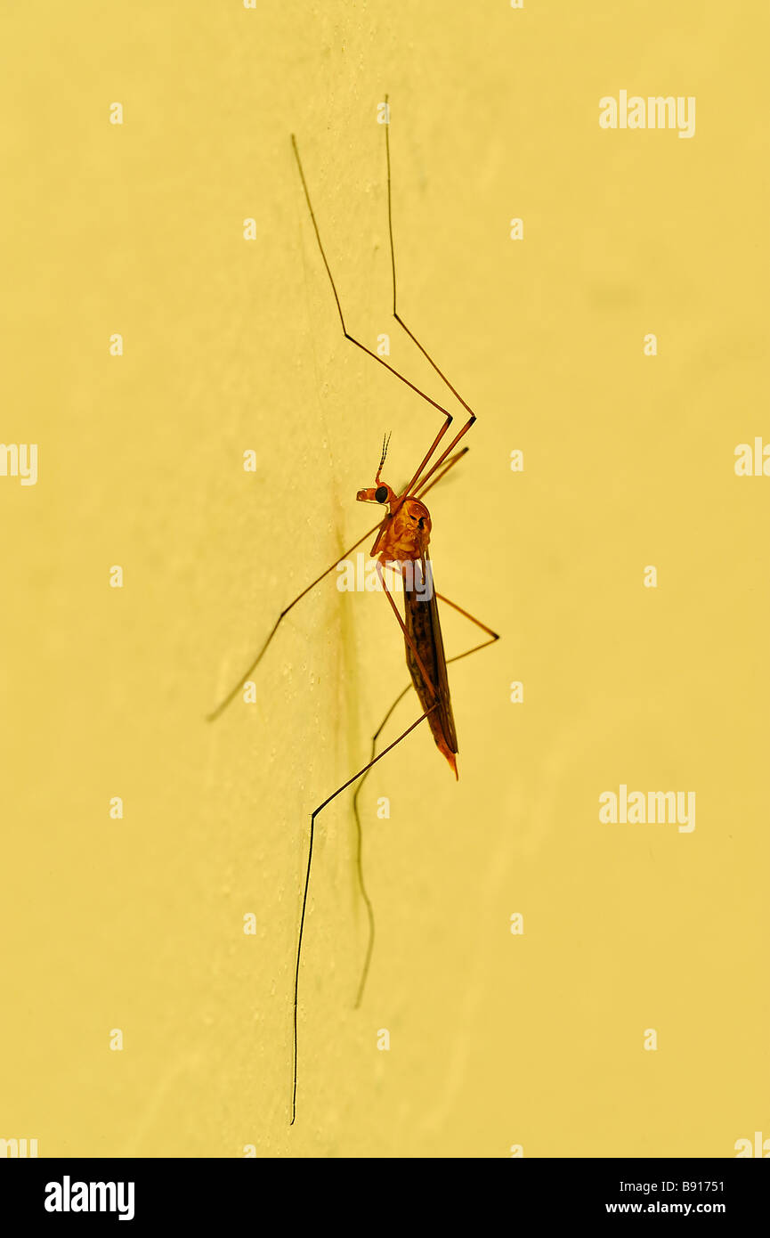 Langes dünnes insekt -Fotos und -Bildmaterial in hoher Auflösung – Alamy