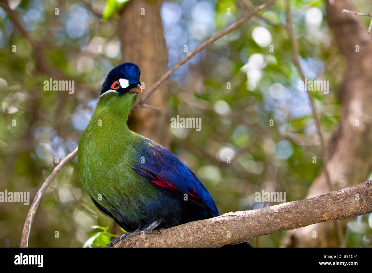 Hartlaubs turaco -Fotos und -Bildmaterial in hoher Auflösung – Alamy