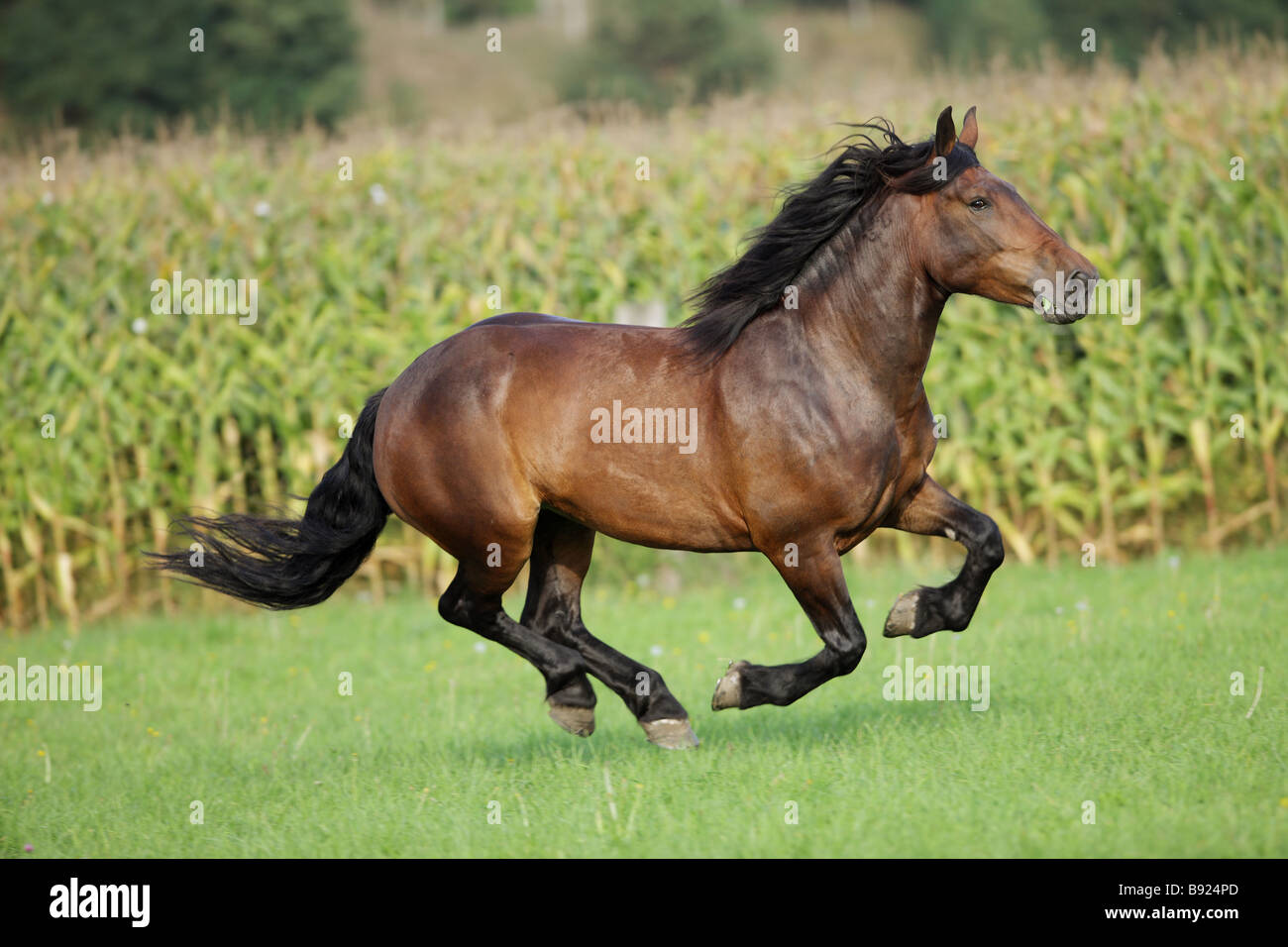 Noriker Pferd - im Galopp auf der Wiese Stockfotografie - Alamy