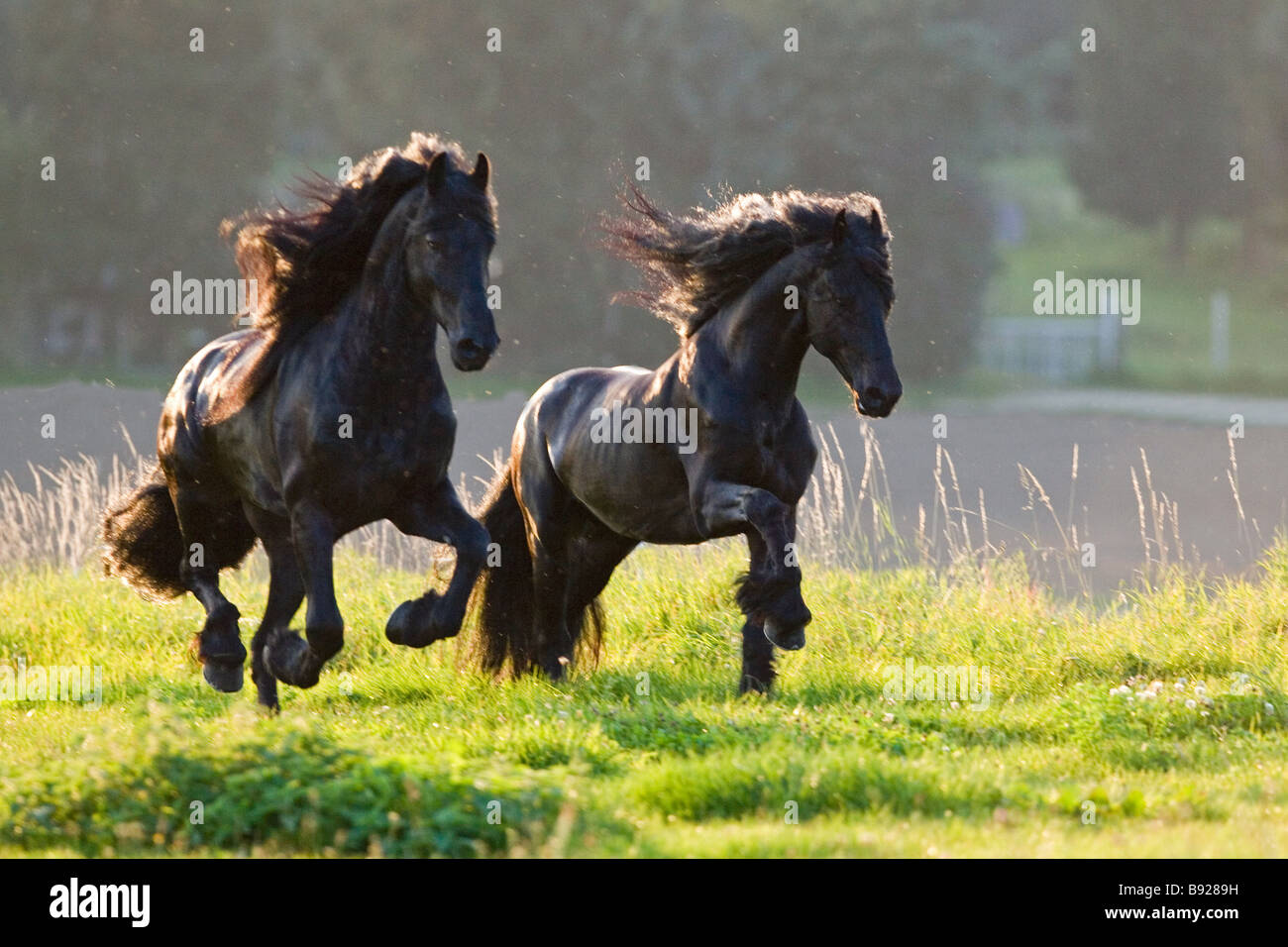 zwei Friesenpferde auf Wiese Stockfotografie - Alamy