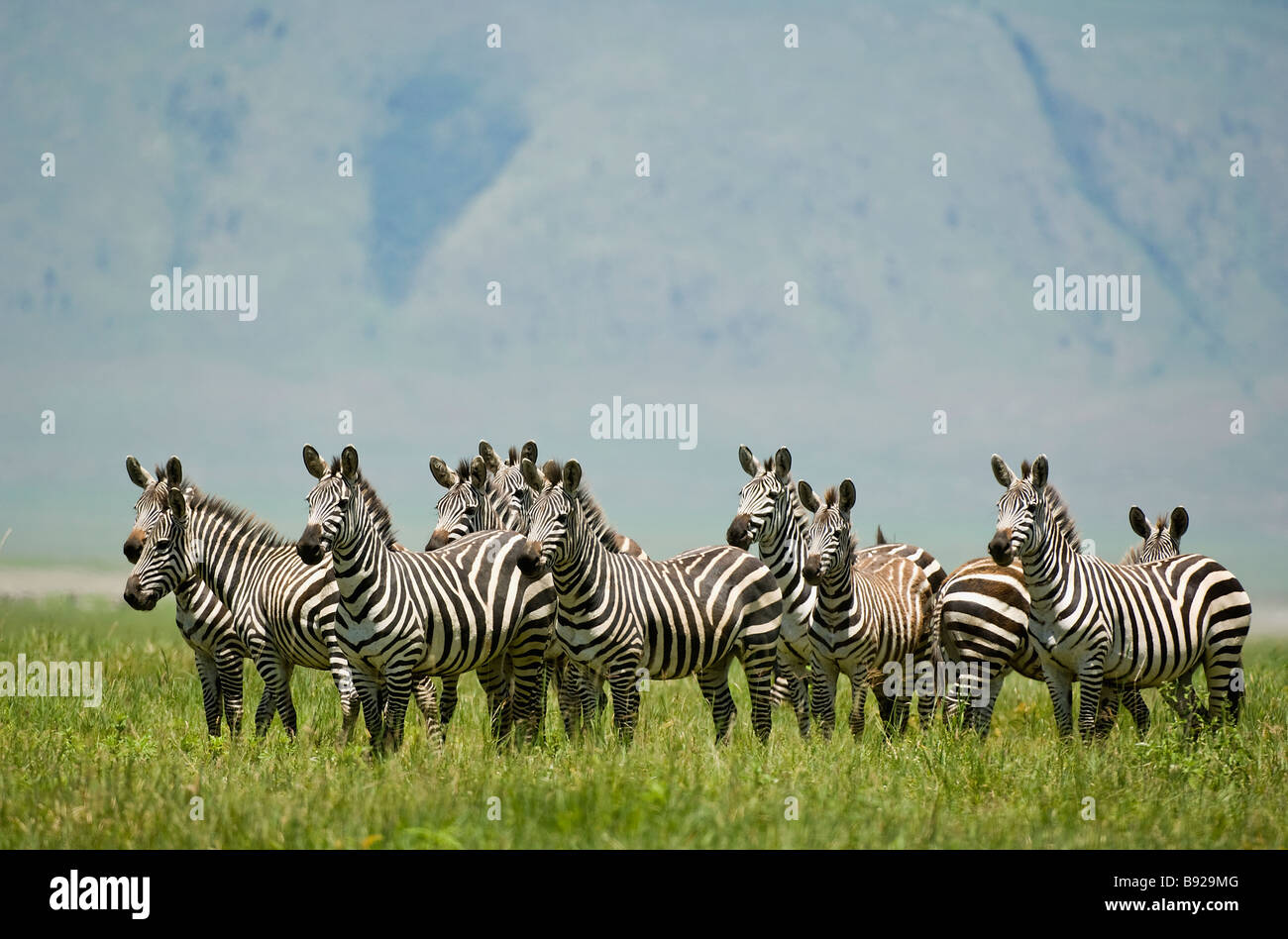 Sei alarmiert -Fotos und -Bildmaterial in hoher Auflösung – Alamy