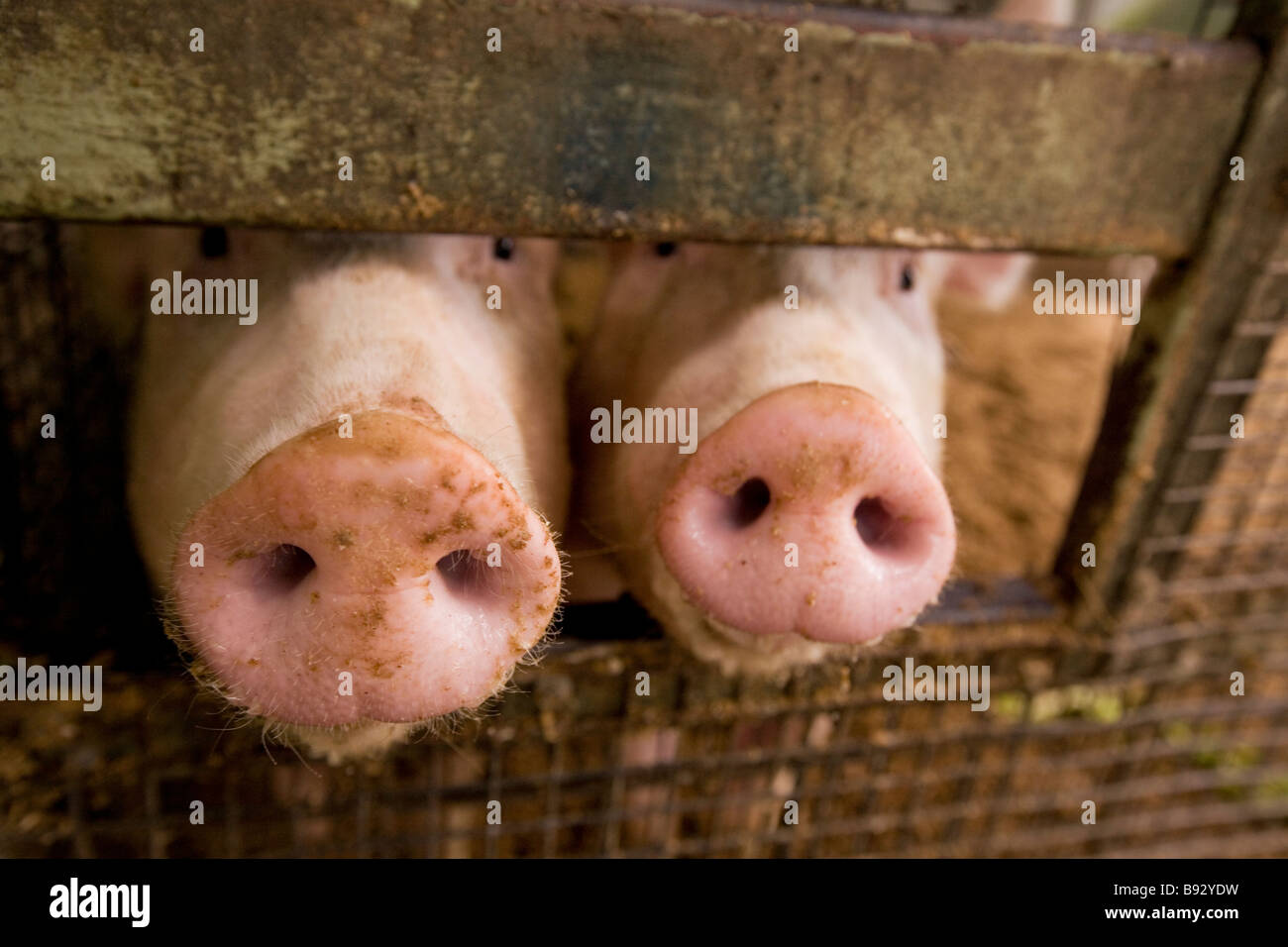 Schweine Auf Einem Bauernhof Stockfotos und -bilder Kaufen - Alamy