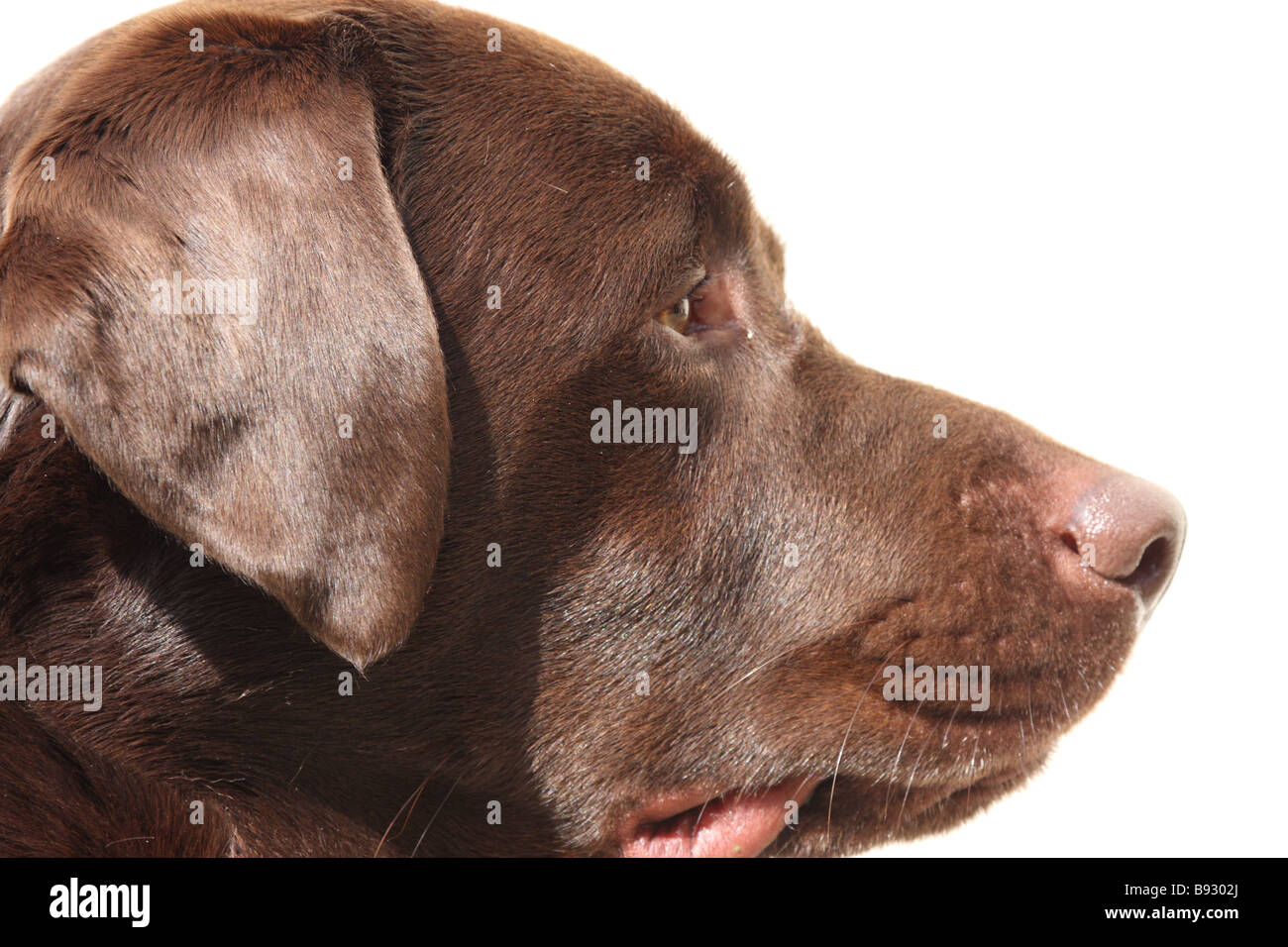 Hundekopf profil -Fotos und -Bildmaterial in hoher Auflösung – Alamy