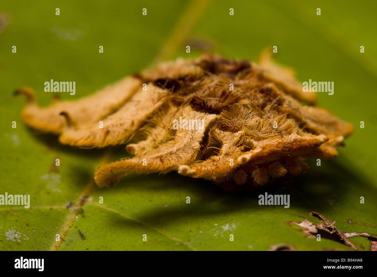 Seltsame Costa Rica Raupe der Affe slug Hag Motte Larve (Phobetron ...