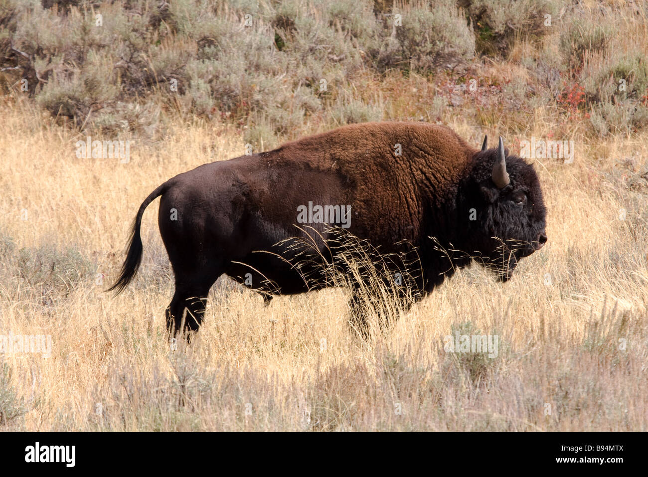 Side view male bison -Fotos und -Bildmaterial in hoher Auflösung – Alamy