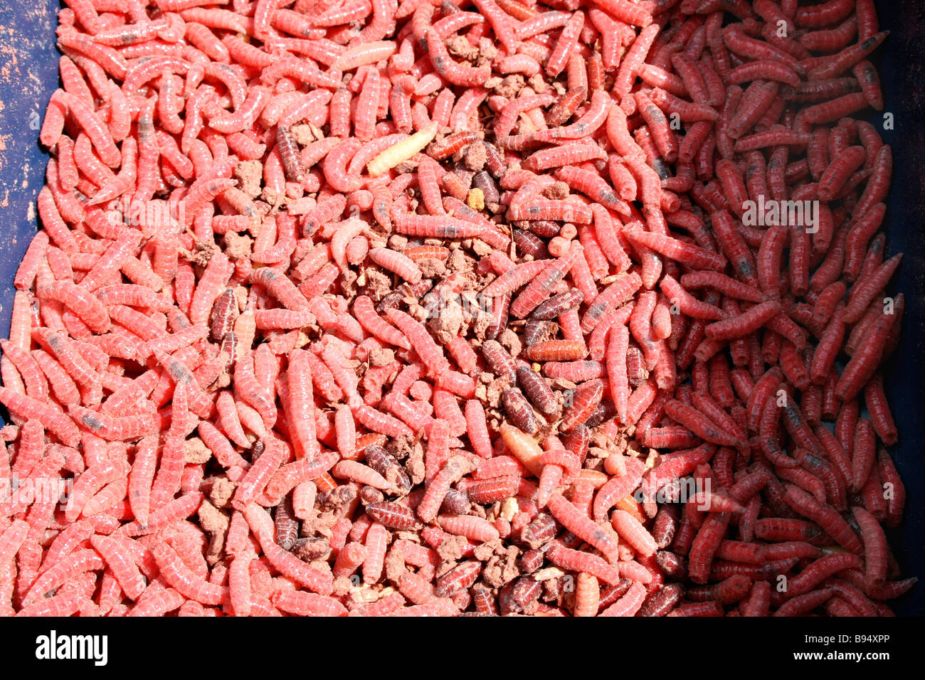 Wheat midge -Fotos und -Bildmaterial in hoher Auflösung – Alamy