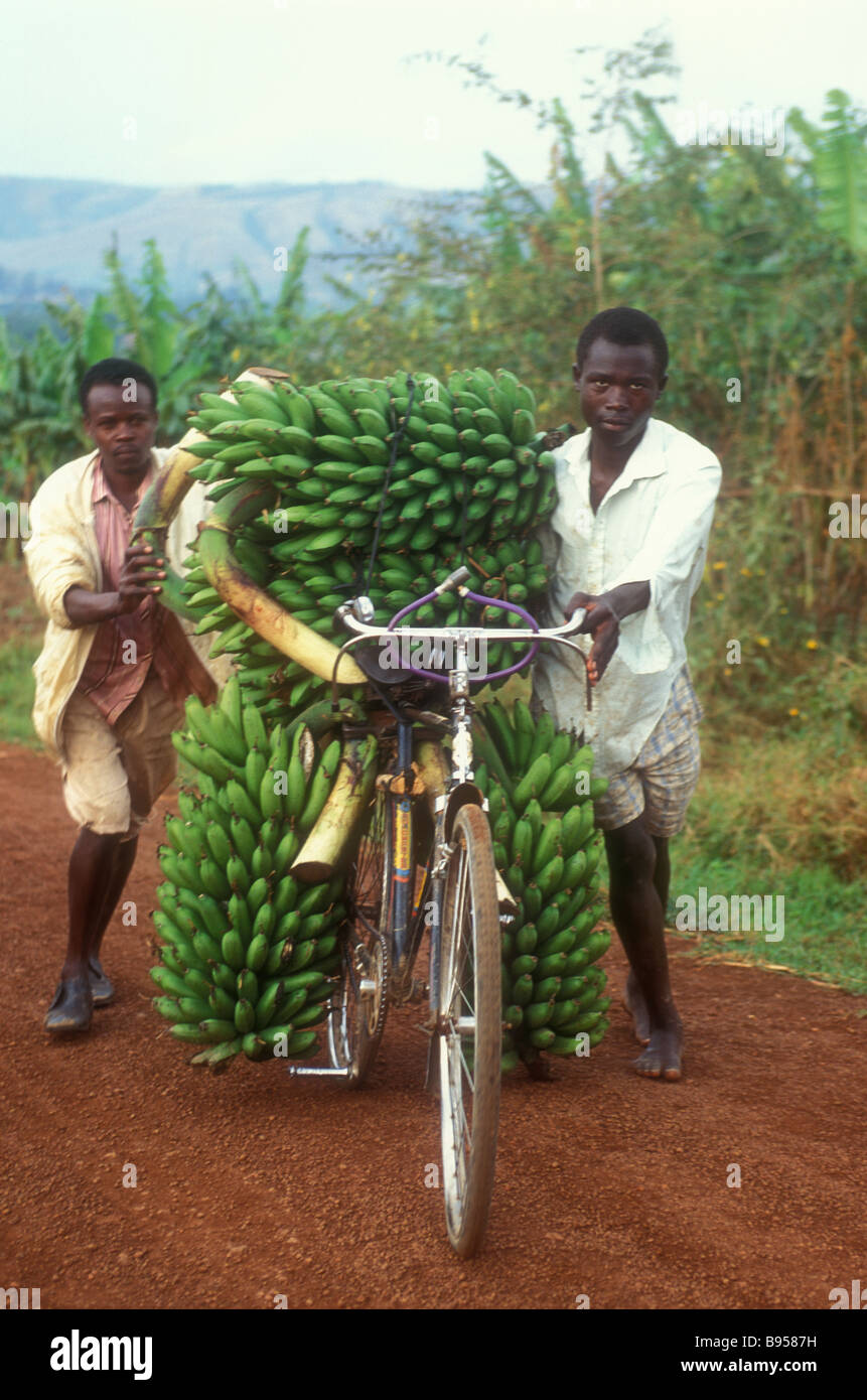 'banana Stem' Stockfotos & 'banana Stem' Bilder - Alamy