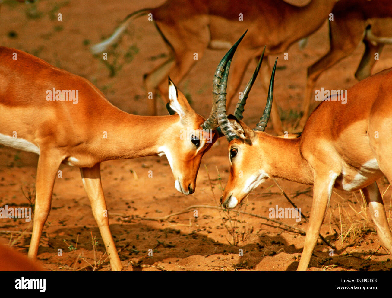 Afrika antilopen -Fotos und -Bildmaterial in hoher Auflösung – Alamy