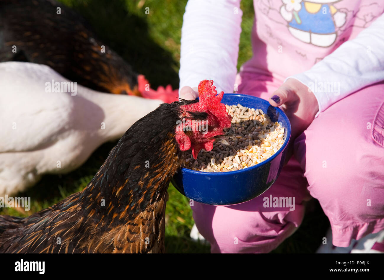 Feeding Hens Fotos Und Bildmaterial In Hoher Auflösung Alamy