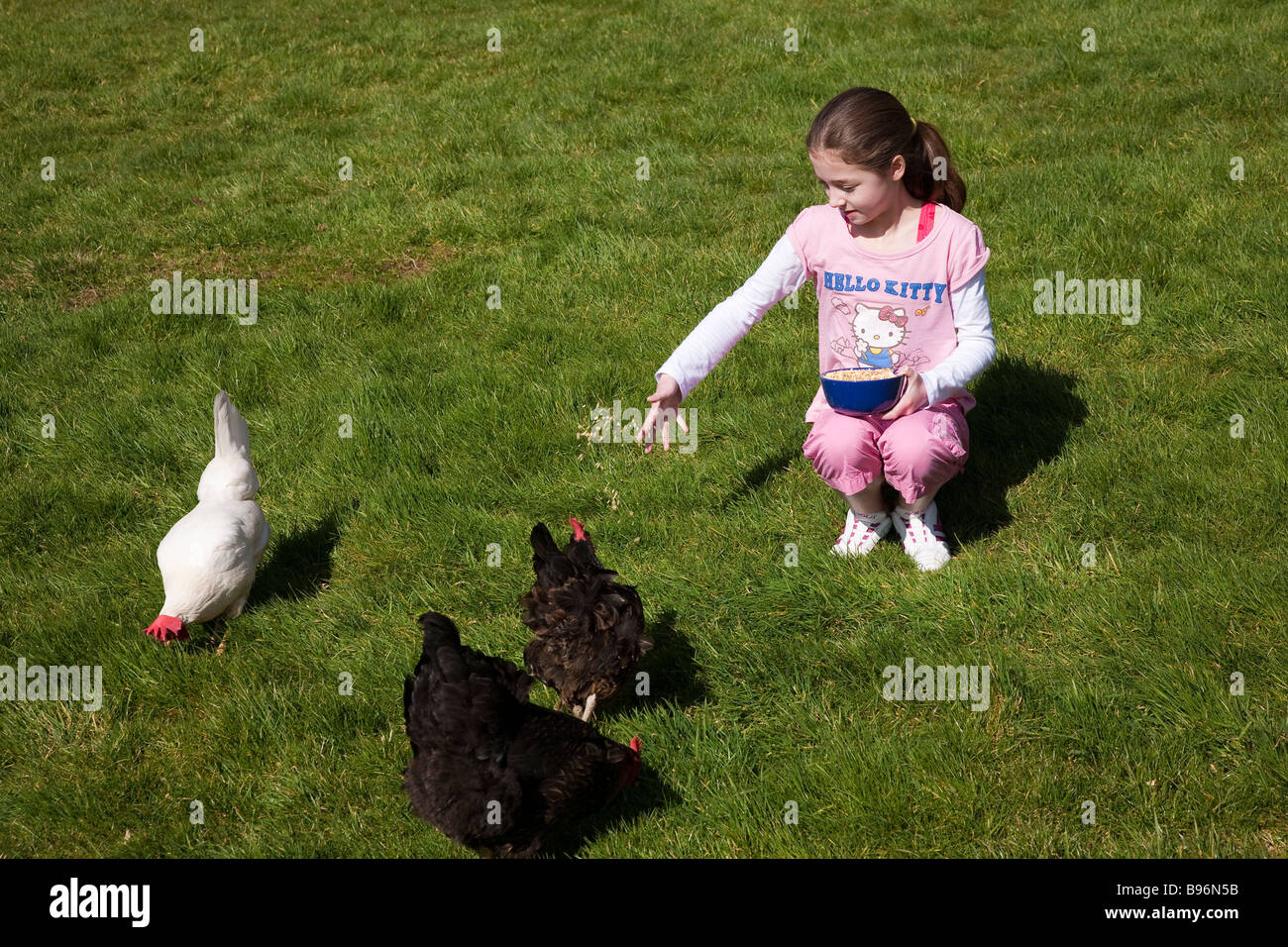 Young Hens Fotos Und Bildmaterial In Hoher Auflösung Alamy