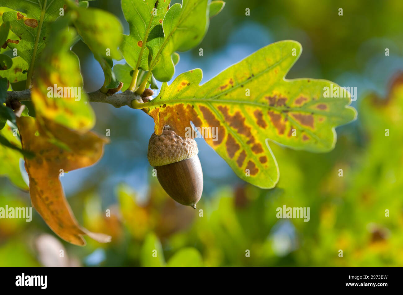 Eichenblatt eichel -Fotos und -Bildmaterial in hoher Auflösung – Alamy